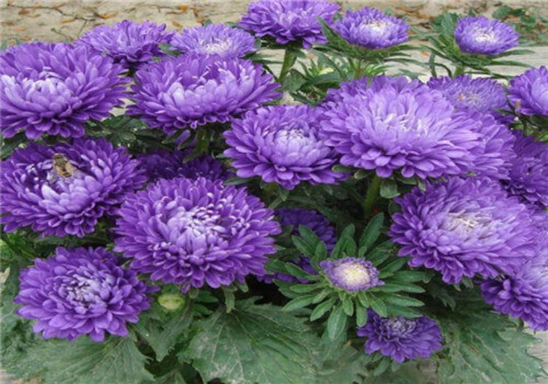 Aster Tall Double Gremlin Flowers Sun/part Shade Non-gmo 100 Seeds ...