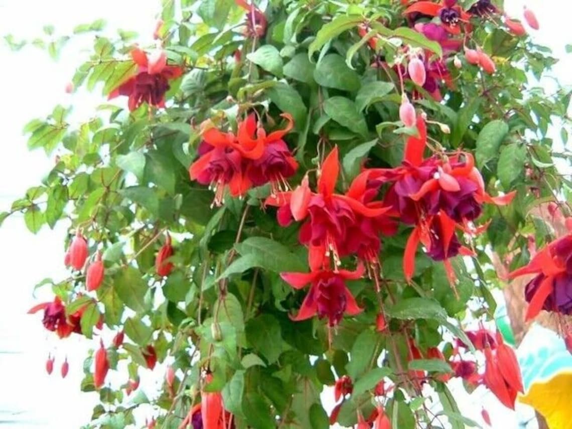 50pcs/bag Fuchsia Seeds Potted Flowers Seeds,bonsai Seeds. (#1226) - Etsy