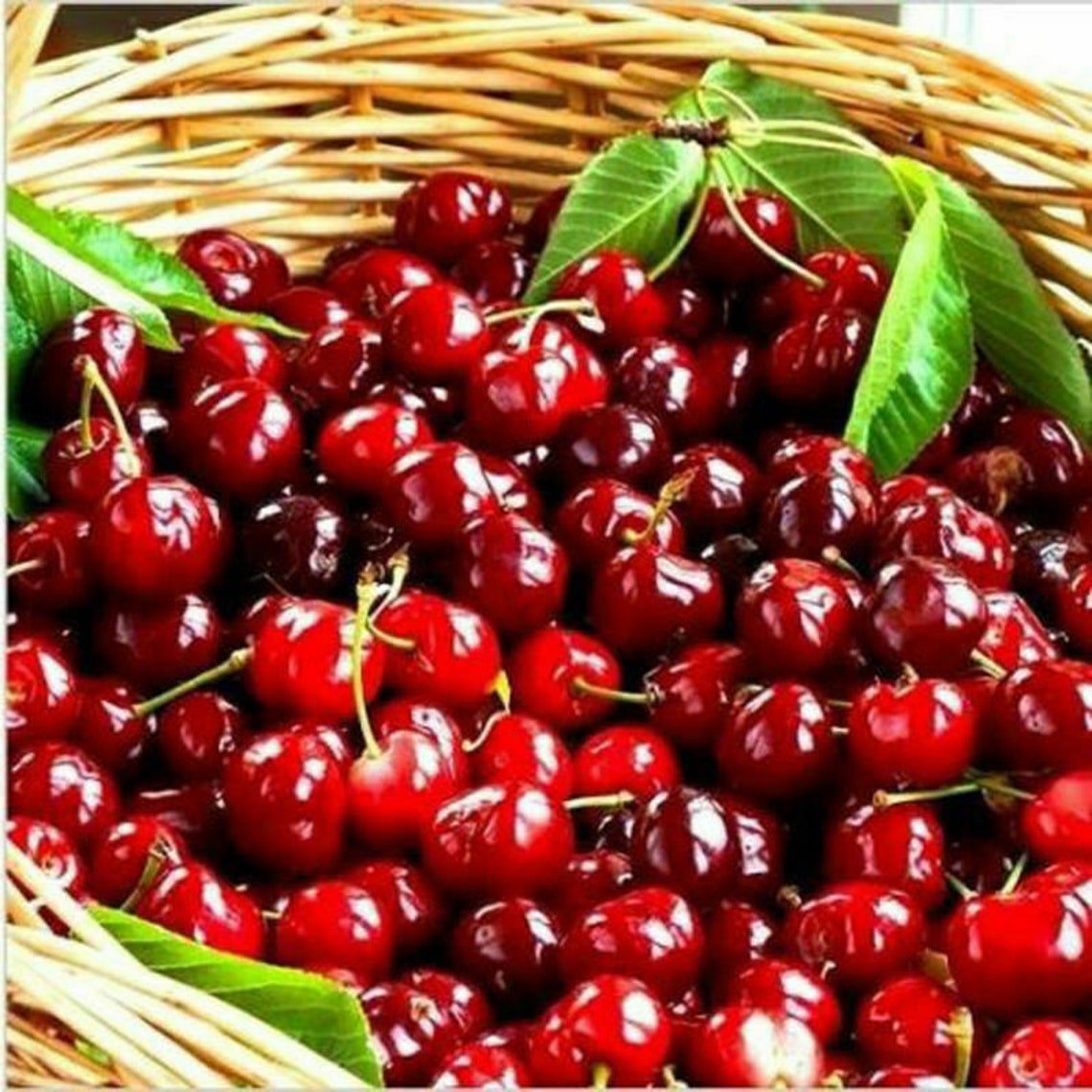 20pcs Cherry Seeds Organic Seeds Fruit Seeds Bonsai Tree High Seed in ...