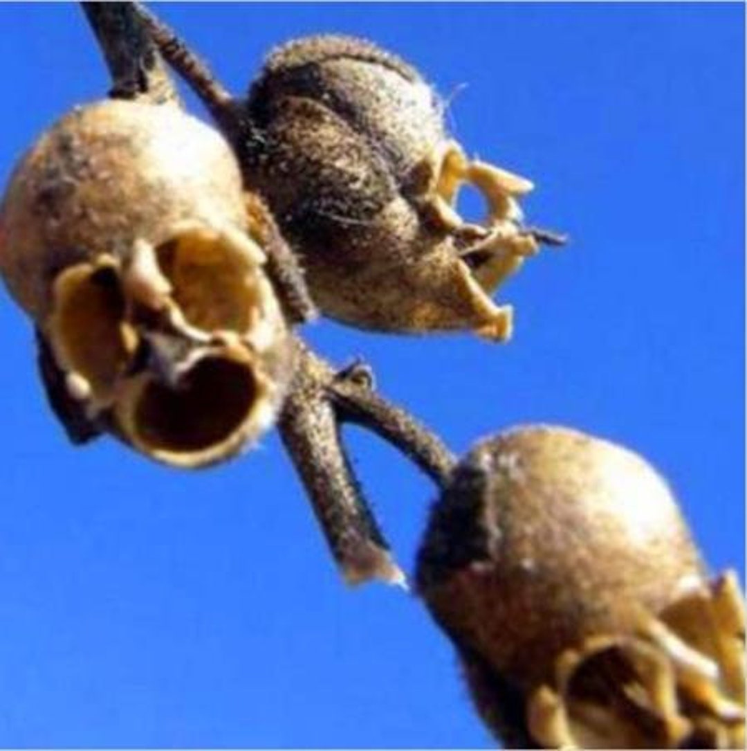 50pcs Skeleton Grass Flower Snapdragon Seeds. (#5535) - Etsy