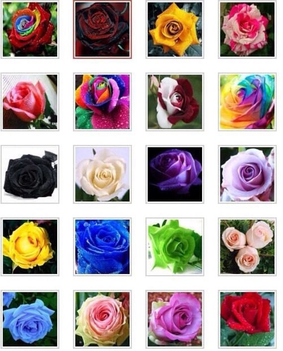 Us-seller 20 Kind Different Colors of Flower Seeds Are Mixed - Etsy