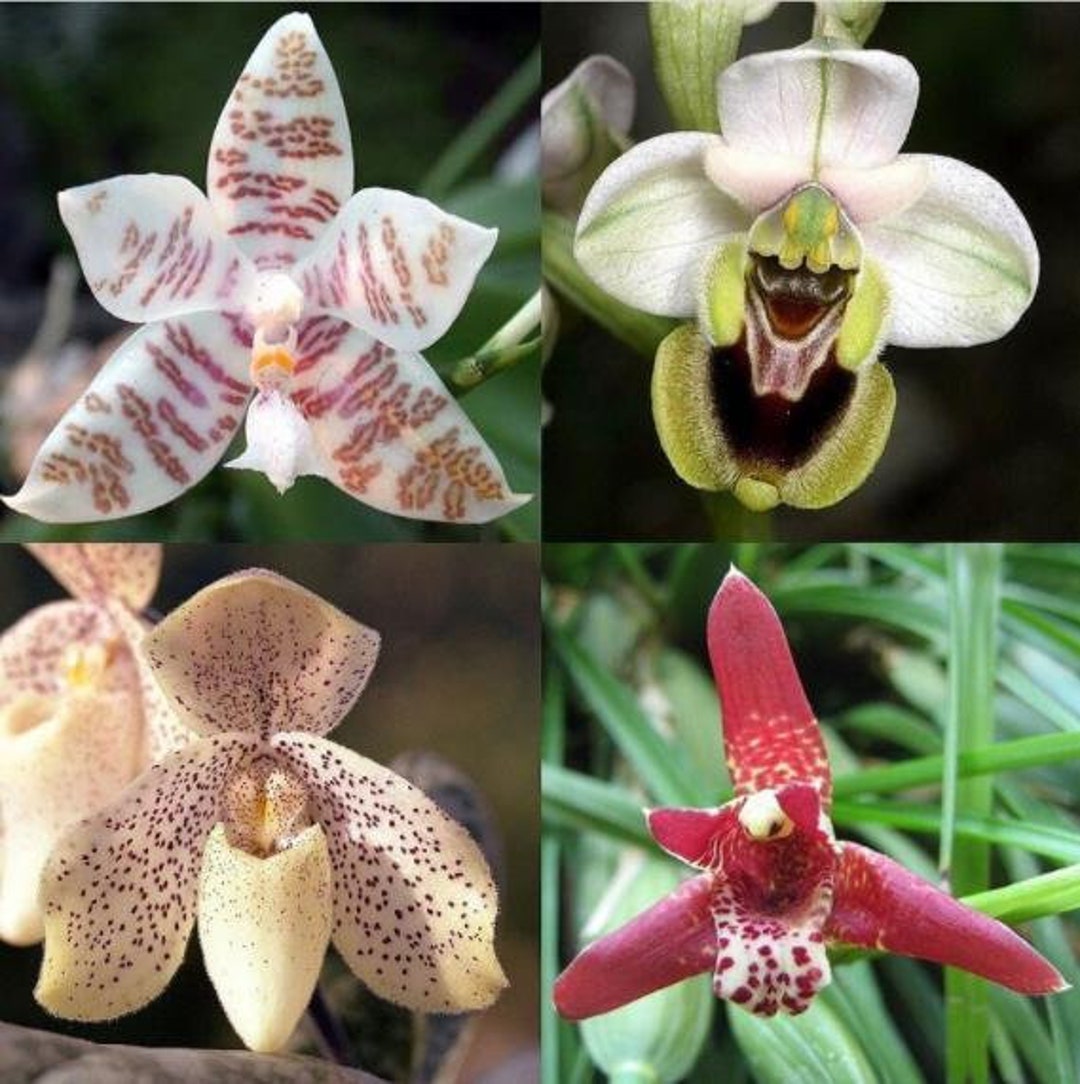 USA SELLER 50 Seeds Mix Orchids Flowers Garden Plant...(#2135) - Etsy