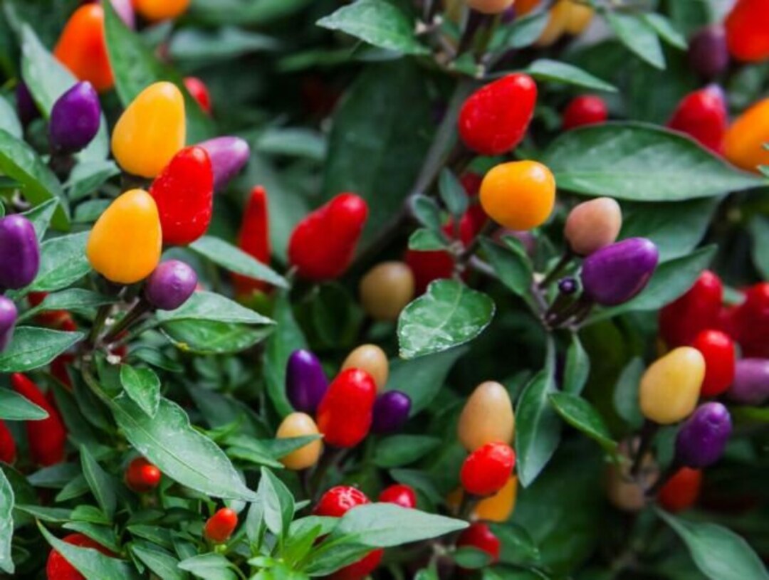 50PCS Seeds Pepper Spicy Indoor Decorative Masquerade Vegetable Organic ...