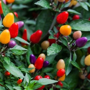 50PCS Seeds Pepper Spicy Indoor Decorative Masquerade Vegetable Organic ...