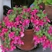 50pcs/bag Mix Fuchsia Seeds Potted Flowers Seeds,bonsai Seeds. 5052 - Etsy