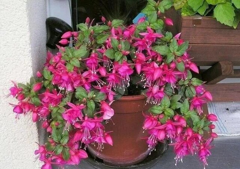 50pcs/bag Mix Fuchsia Seeds Potted Flowers Seedsbonsai Seeds. - Etsy