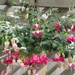 50pcs/bag Mix Fuchsia Seeds Potted Flowers Seeds,bonsai Seeds. (#5052 ...