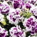 Petunia Multiflo STAR MIX 50 Fresh Seeds Free Usa Shipping - Etsy