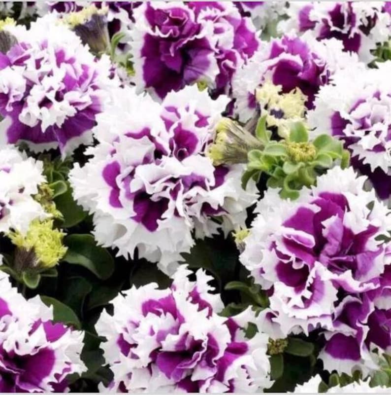 Petunia Multiflo STAR MIX 50 Fresh Seeds Free Usa Shipping - Etsy