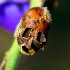 50pcs Skeleton Grass Flower Snapdragon Seeds. (#5535) - Etsy