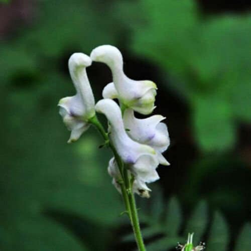 50pcs Rare Swan Flowers Seeds Special Flower White Flower Seeds - Etsy