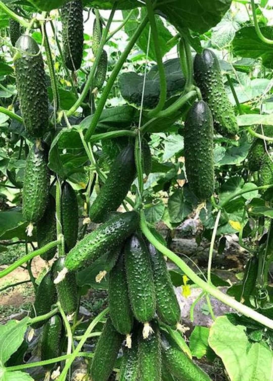 20PCS Seeds Cucumber Zubrenok Early Vegetable Giant Organic Heirloom ...