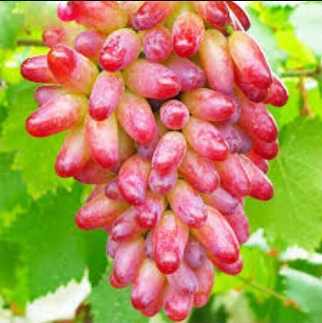 50PCS Rare Finger Grape Seeds Advanced Fruit Seed Natural Growth Grape Delicious - Etsy