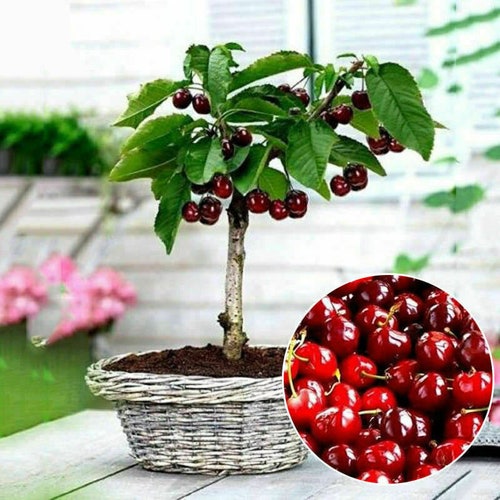 20pcs Cherry Seeds Organic Seeds Fruit Seeds Bonsai Tree High Seed in ...