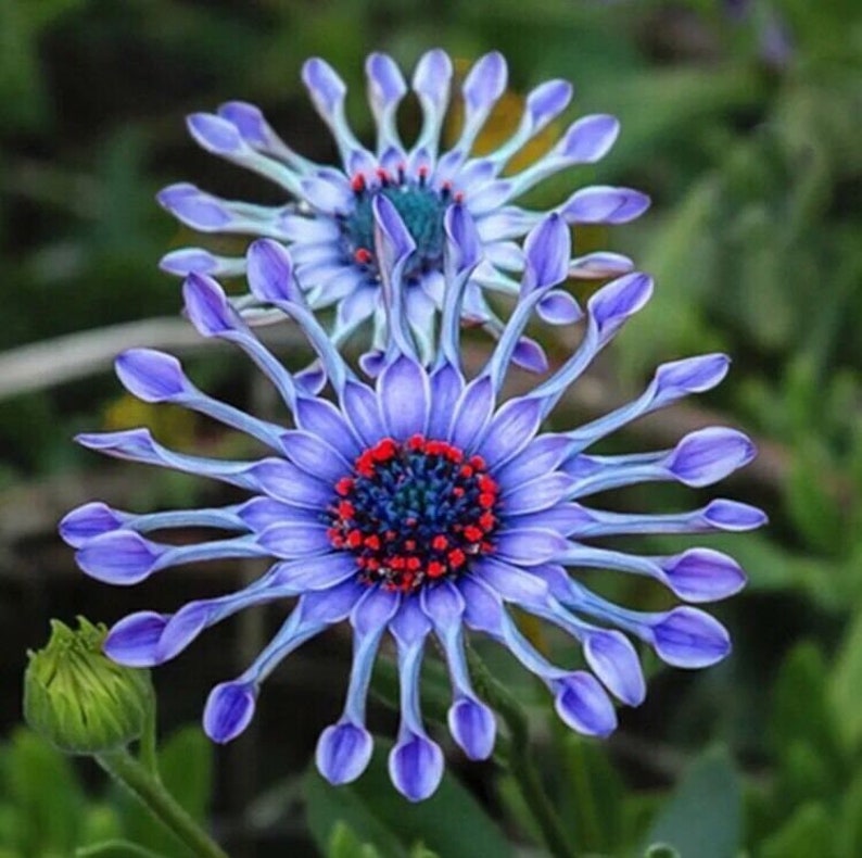 Usa-seller 20pcs Rare Blue Daisy Plants Flower Seeds Garden Plant.#3226 ...