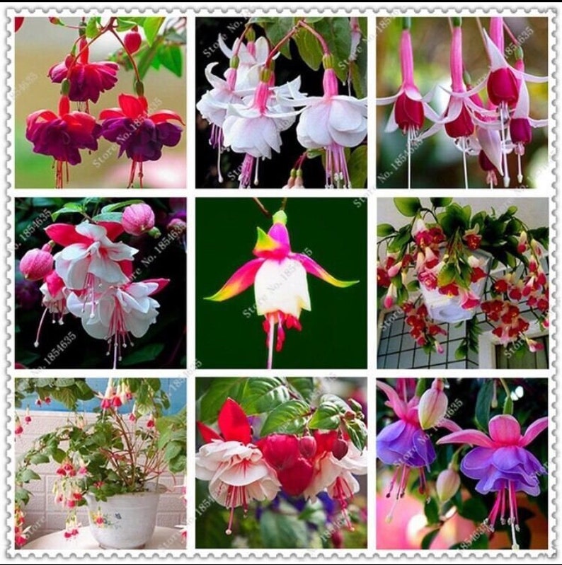 Us-50pcs/bag Mix Fuchsia Seeds Potted Flowers Seedsbonsai - Etsy