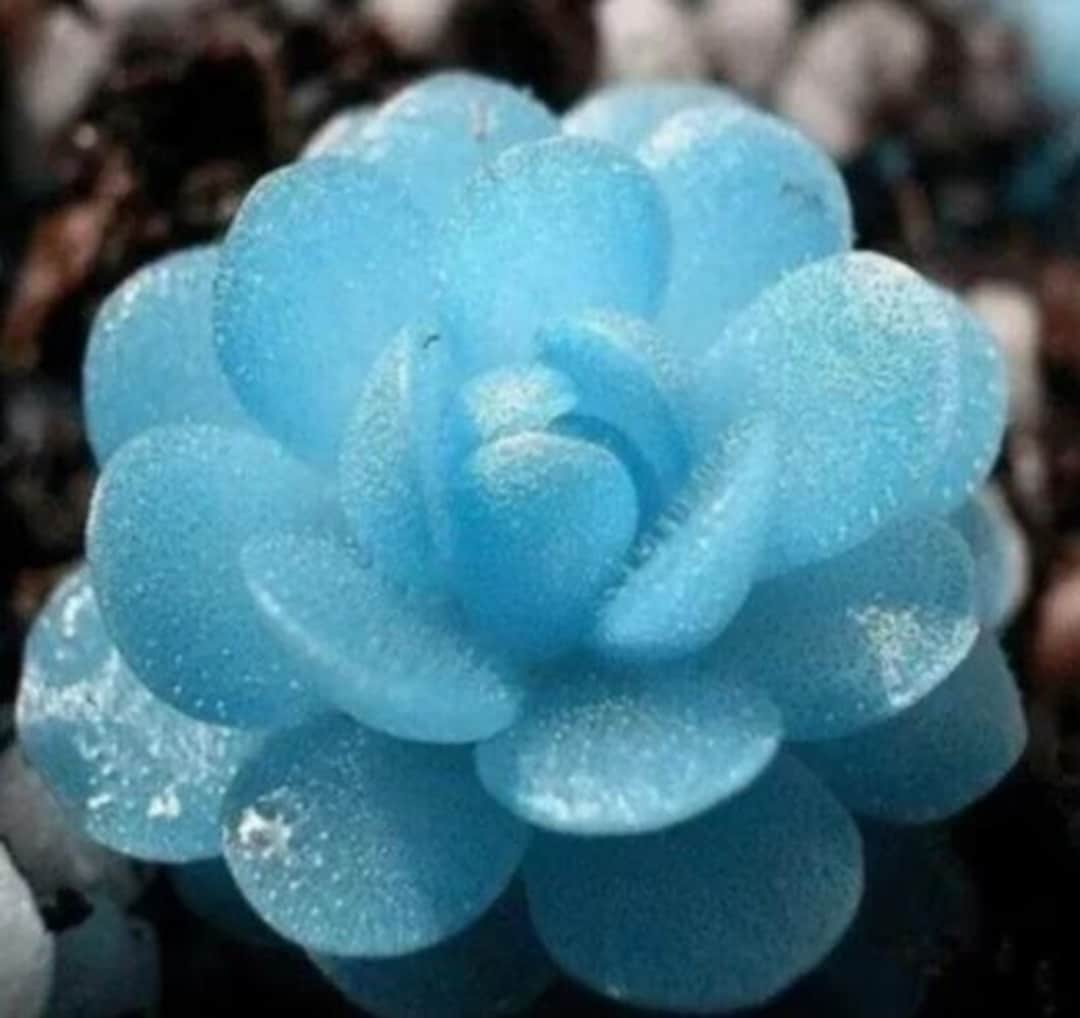 50pcs Blue Succulents Seeds Rare Indoor Flower Mini Cactus Seeds.(#3444 ...