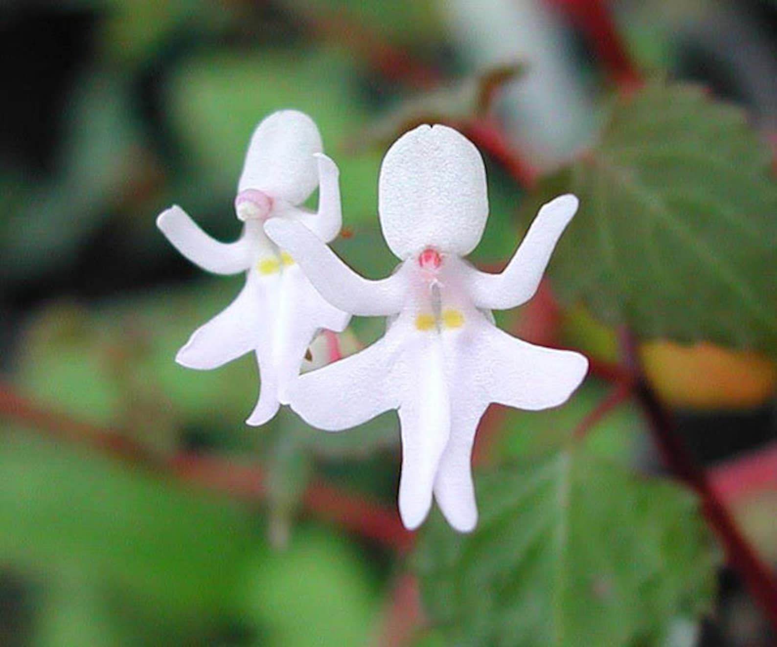 50pcs Dancing Girls Orchid Flower Seeds Plant Bonsai Home Garden (NO ...