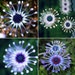 Usa-seller 20pcs Rare Blue Daisy Plants Flower Seeds Garden - Etsy