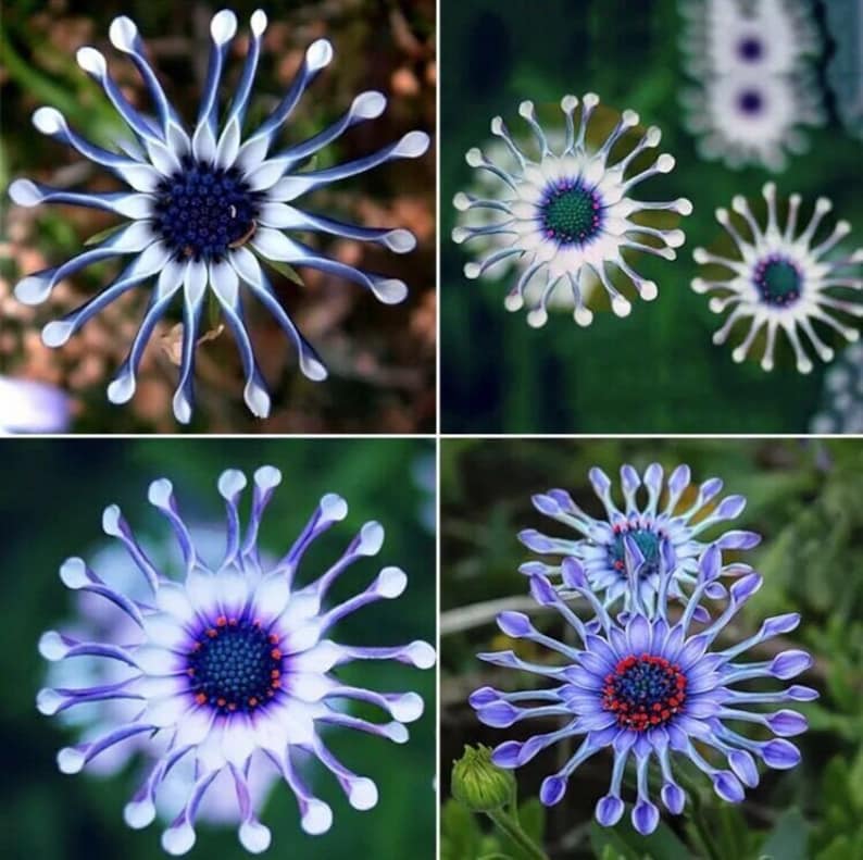 Usa-seller 20pcs Rare Blue Daisy Plants Flower Seeds Garden - Etsy