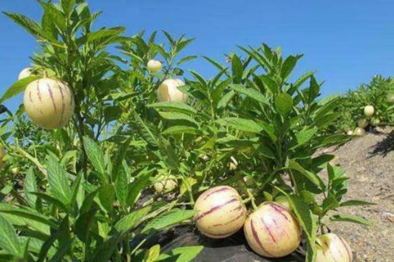 Pepino Melon Seed Melon Pear or Sweet Cucumber Exotic Fruit 10 Seeds - Etsy