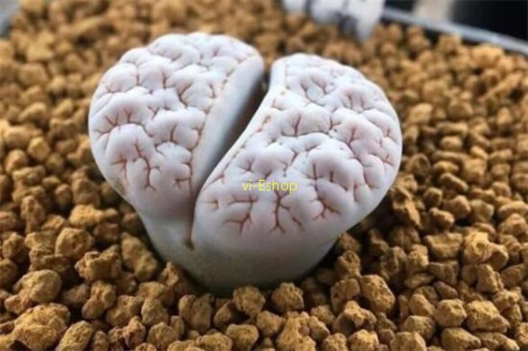 RARE Lithops Gracilidelineata Succulent Cactus Exotic Living Stones ...