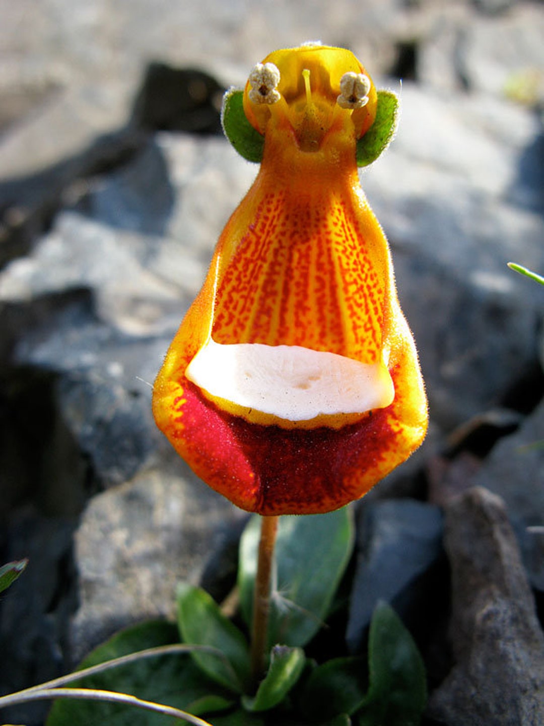 50pcs Happy Alien (calceolaria Uniflora) Flower Seeds (no Tracking#) - Etsy