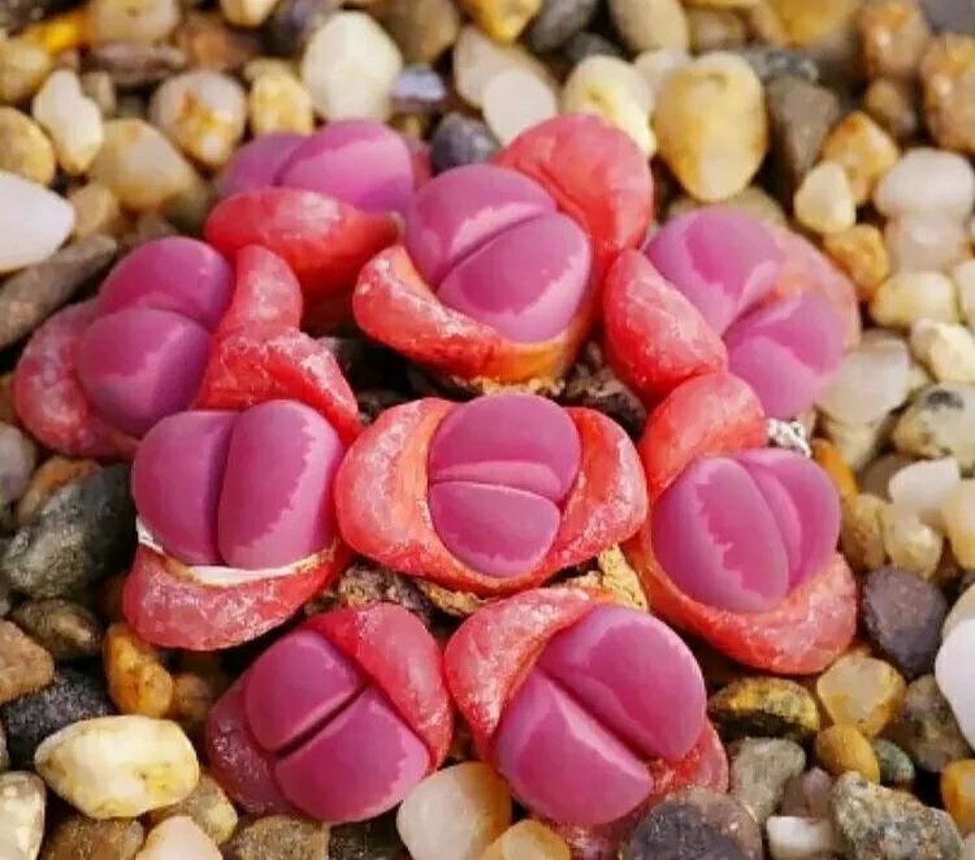 50pcs Lithops Optica ‘rubra’ Seeds Rare Indoor Flower Mini Lithops ...