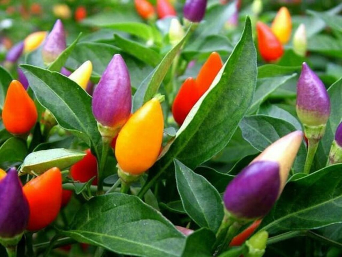 50PCS Seeds Pepper Spicy Indoor Decorative Masquerade - Etsy