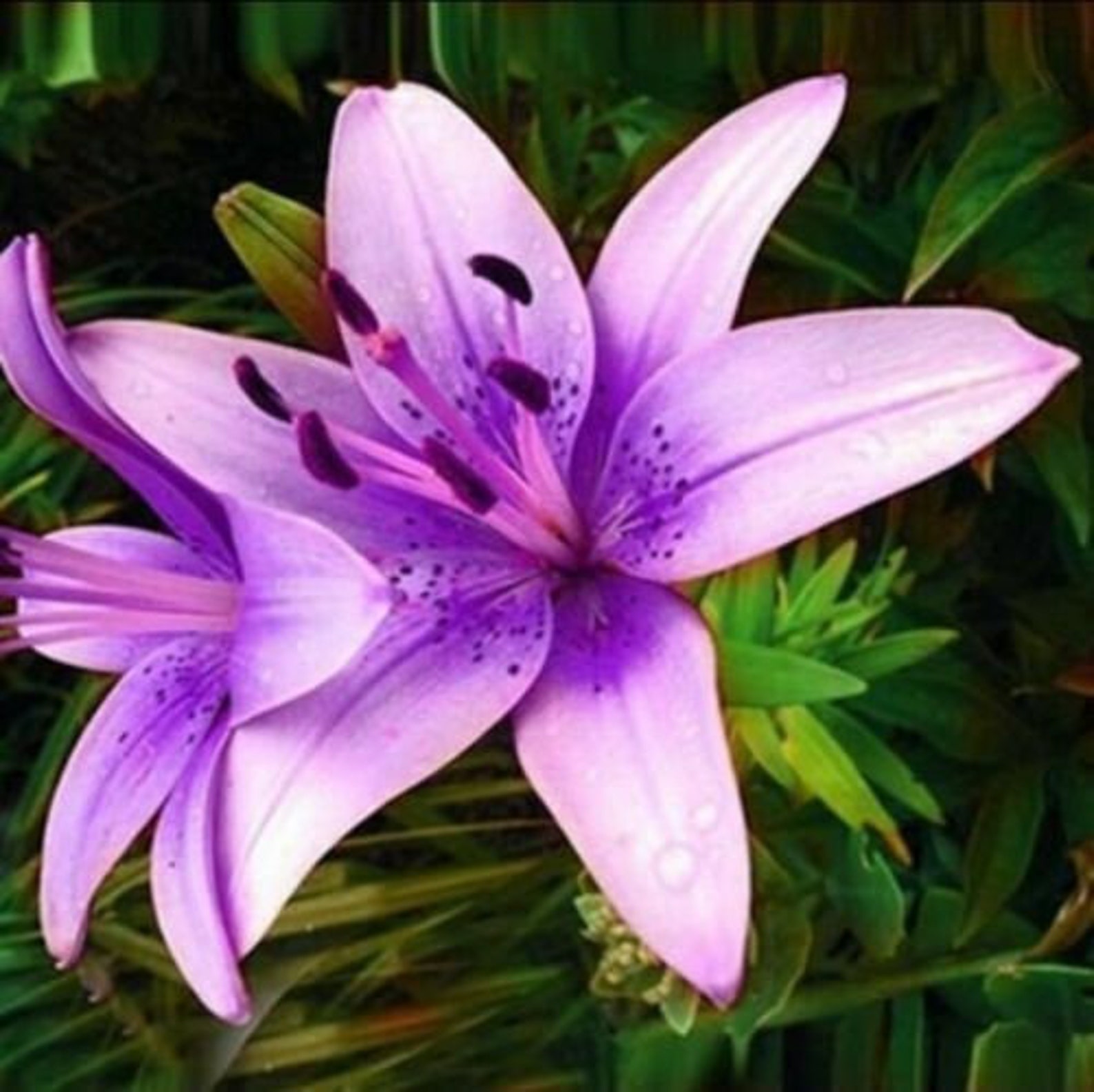 Lily Plant Potted Bonsai Lilium Flower Perfume Plant 50pcs Seeds.#0147 ...
