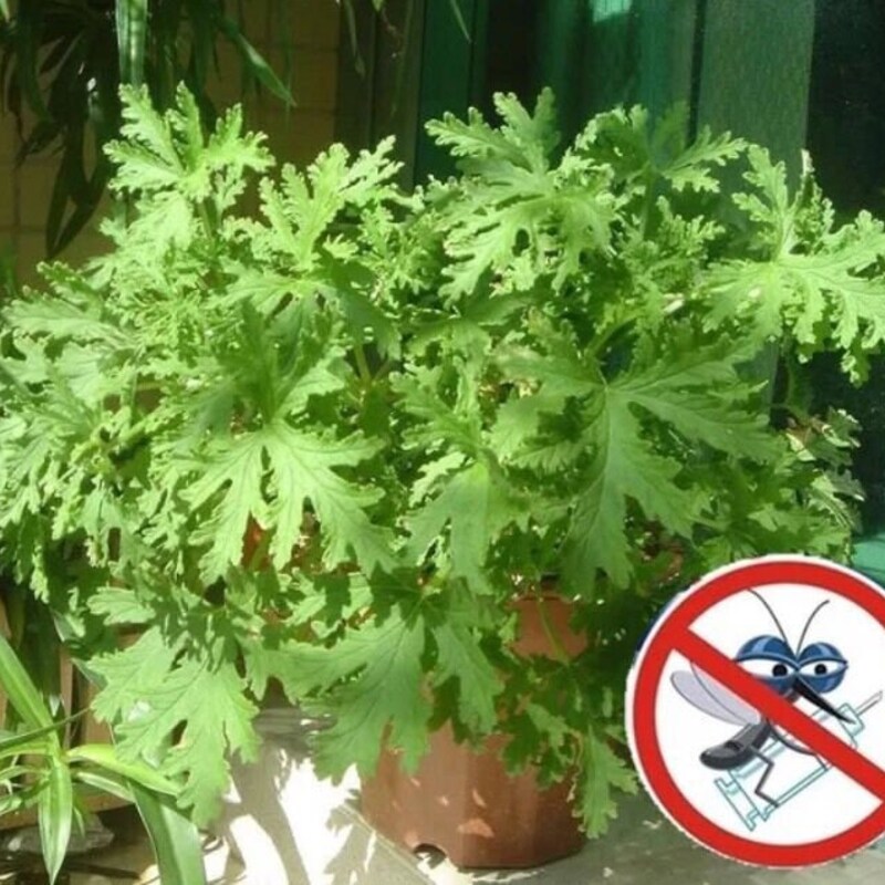 Mosquito Plant - Etsy
