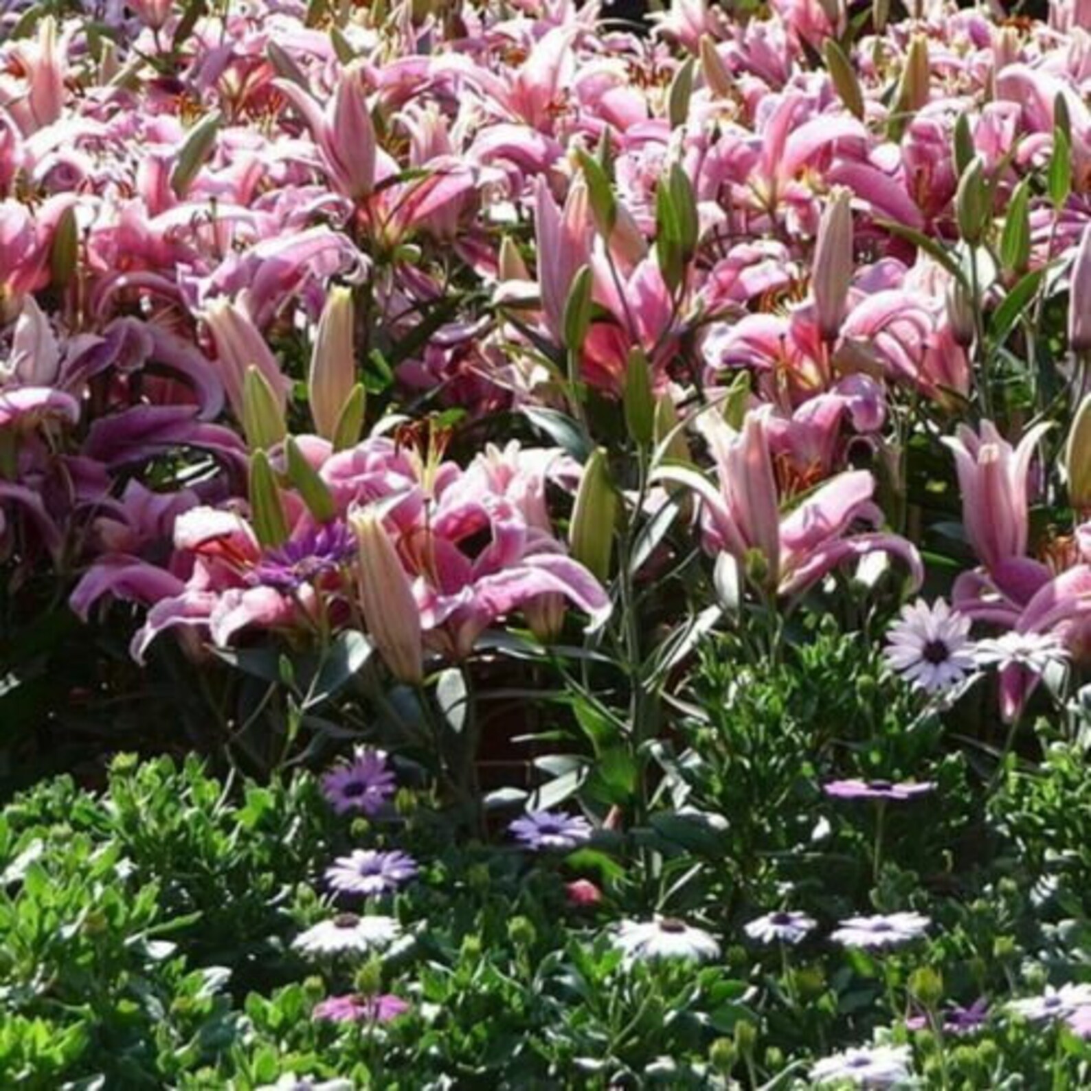 50pcs Pink Rare Lily Flower Seeds Planting Flower Lilium Perfume Garden ...