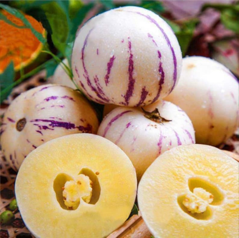 Pepino Melon Seed Melon Pear or Sweet Cucumber Exotic Fruit 10 Seeds - Etsy