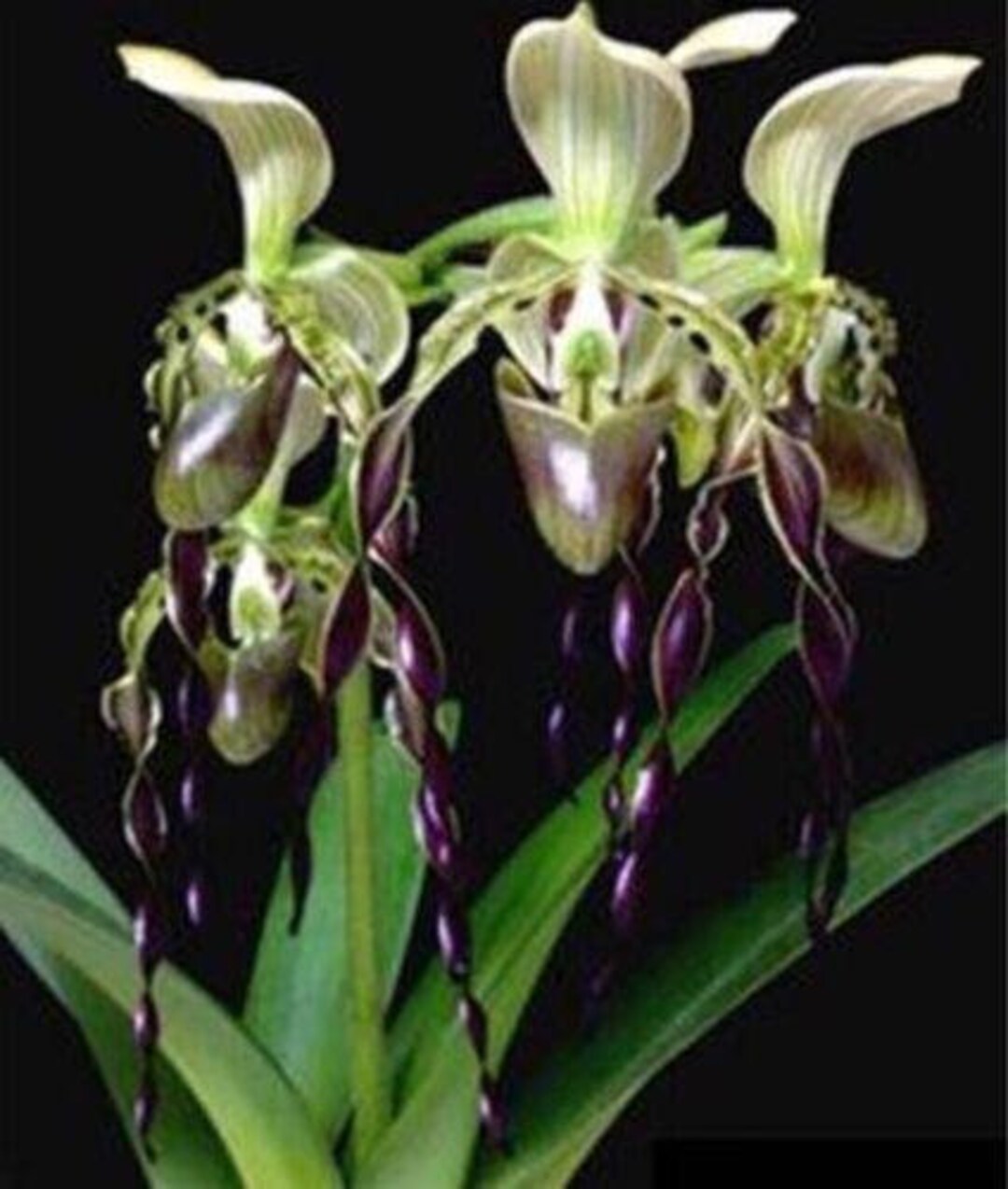 Us-seller Brazilian Specialties of Cypripedium Flower Seeds Orchid 50 ...