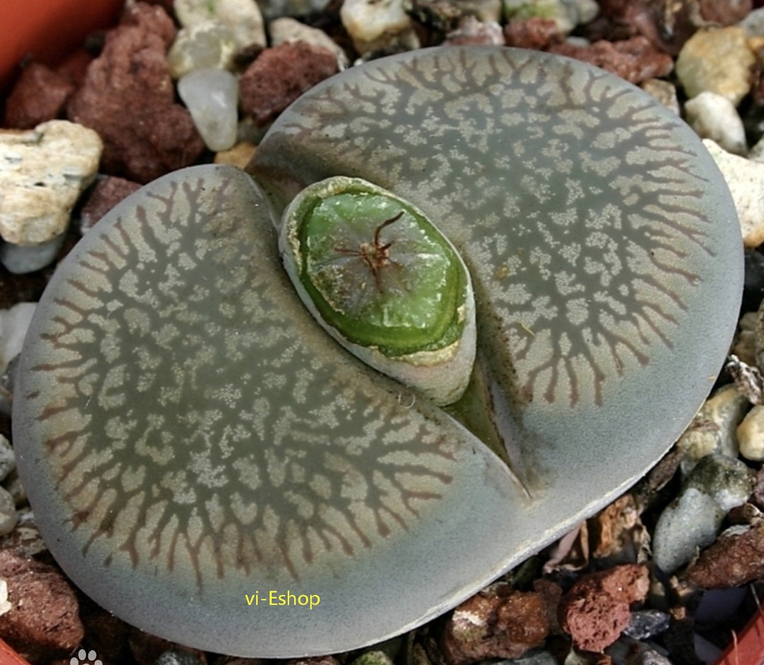 RARE Lithops Aucampiae L. Bol. Succulent Cactus Exotic Living Stones ...