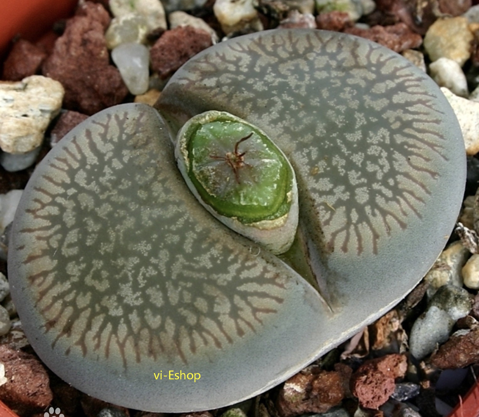 RARE Lithops Aucampiae L. Bol. Succulent Cactus Exotic Living Stones ...