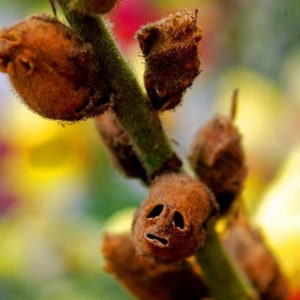 50pcs Skeleton Grass Flower Snapdragon Seeds. (#5535) - Etsy