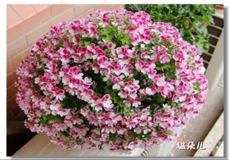 Us-seller 50 PCS Univalve Geranium Seeds for Mini Indoor - Etsy