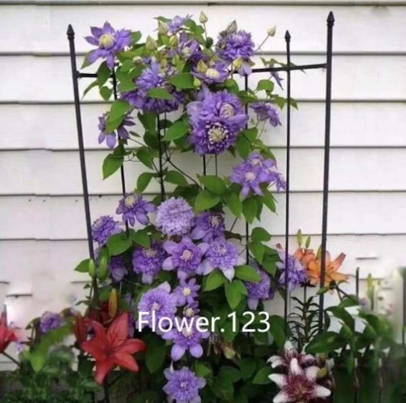50pcs Blue Clematis Seeds Bloom Climbing Perennial Flowers Seed Flower ...