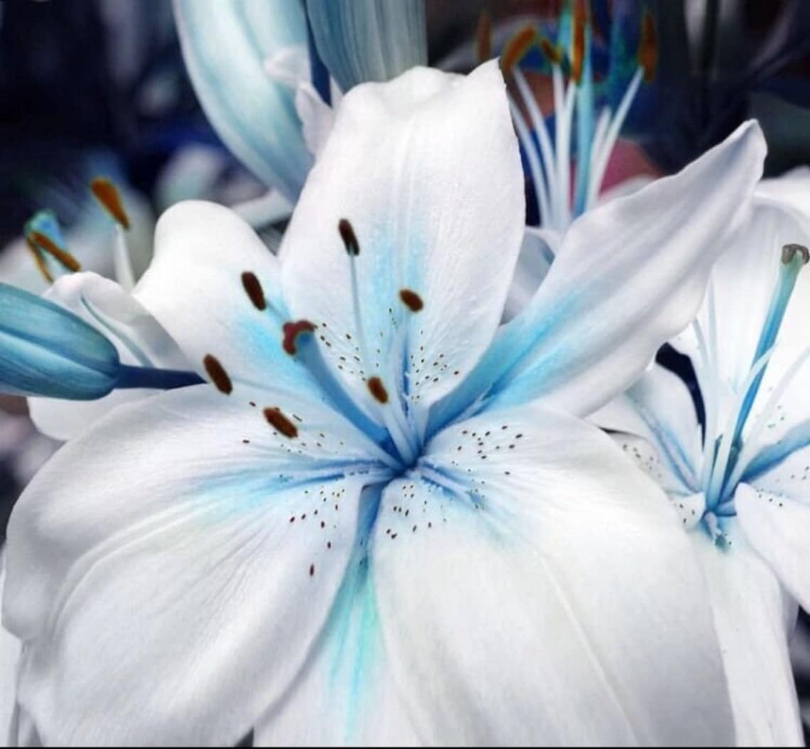 50 Seeds Blue Lily / Blue Rare Lily Plant Seeds Potted - Etsy
