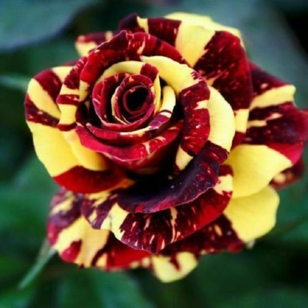 50 Red Yellow Rose Seeds Flower Bush Flowers Shrub Perennial Seed USA ...