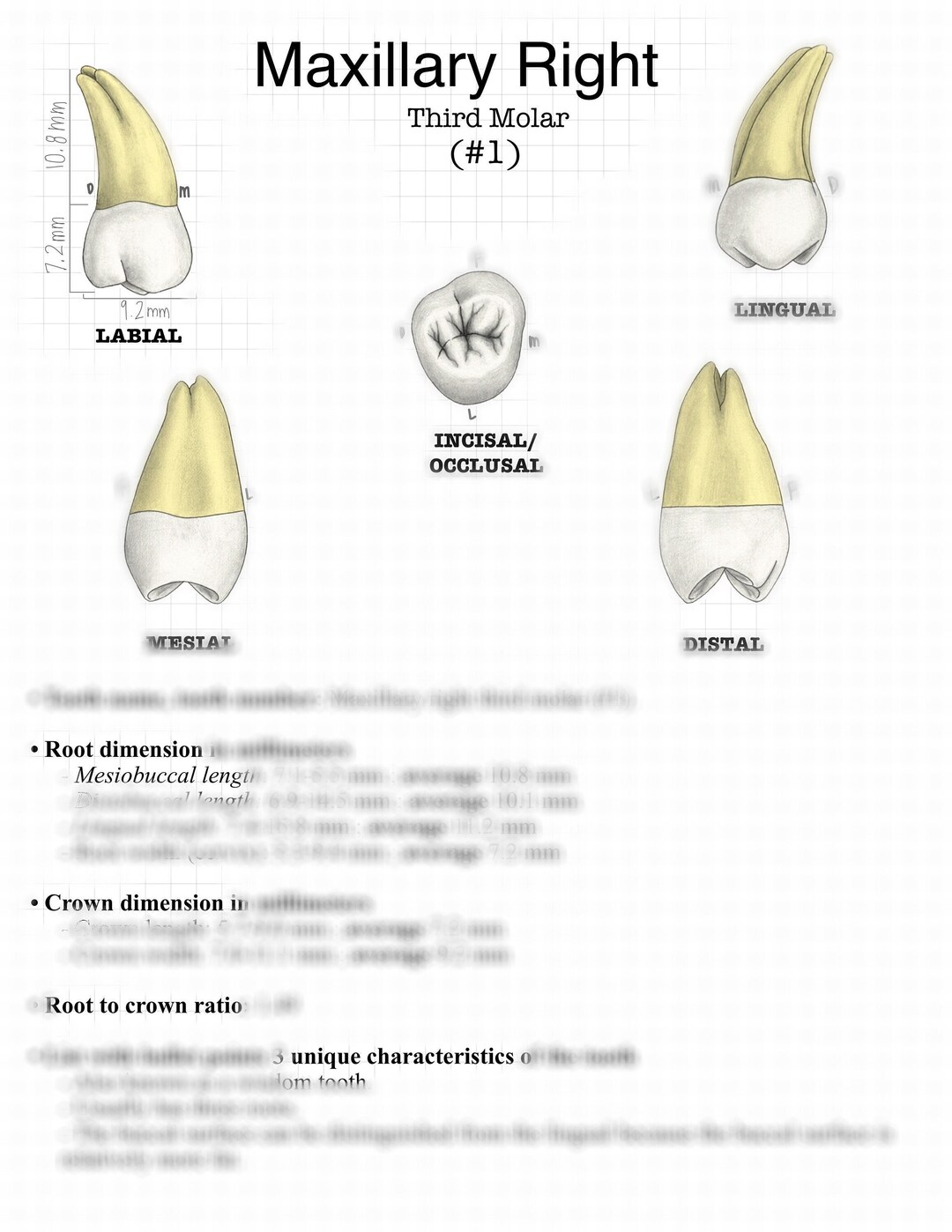 Tooth Drawing Project Dental Anatomy Quad 1 - Etsy