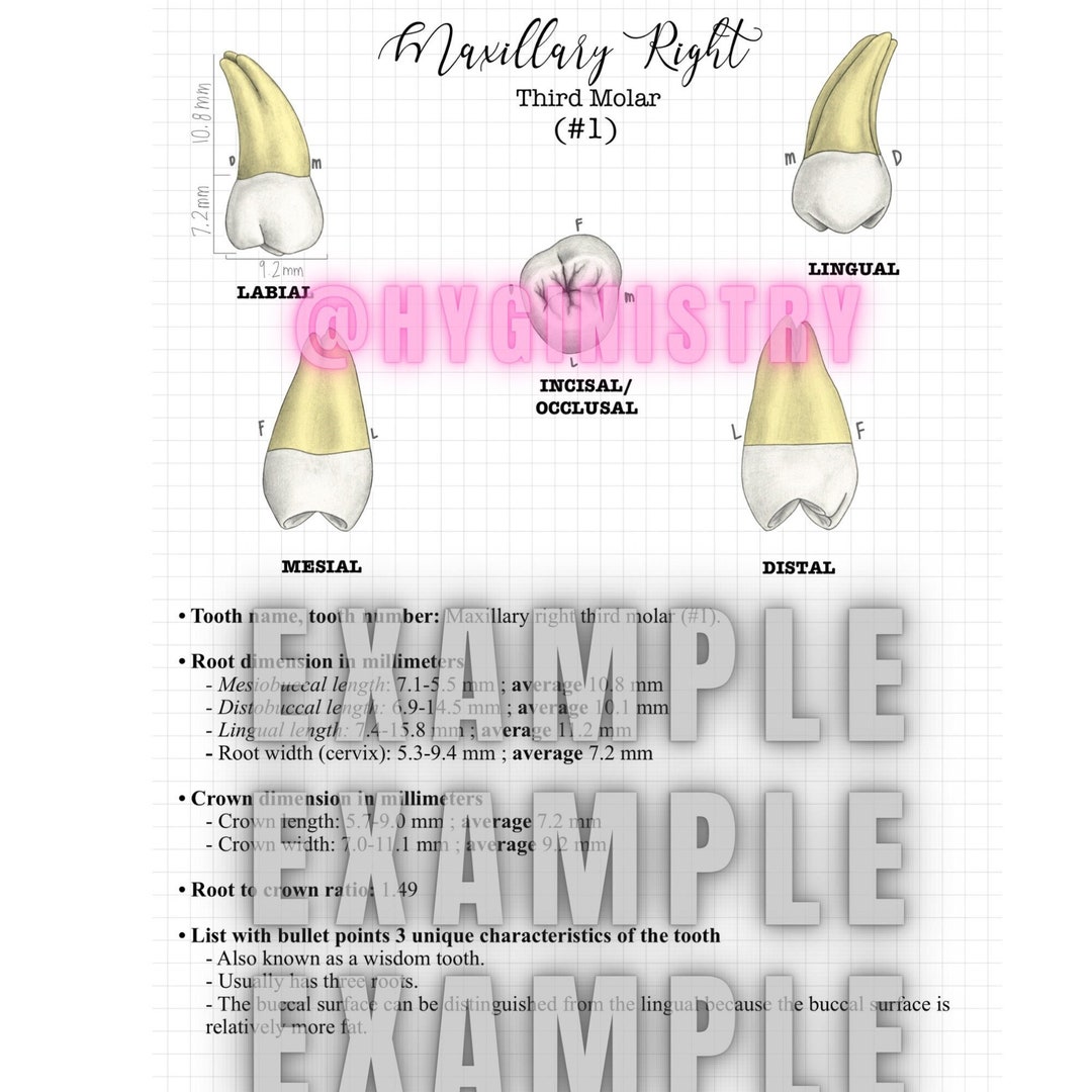 Tooth Drawing Project- Dental Anatomy Quad 1 - Etsy
