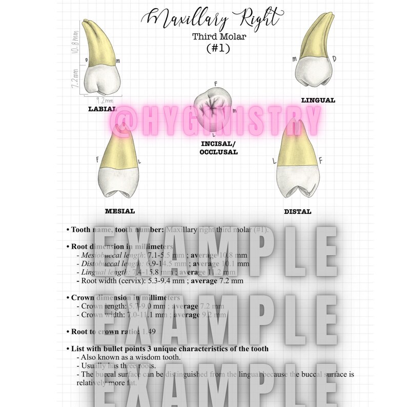 Tooth Drawing Project- Dental Anatomy Quad 1 - Etsy