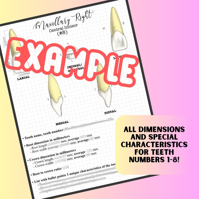 Tooth Drawing Project- Dental Anatomy Quad 1 - Etsy