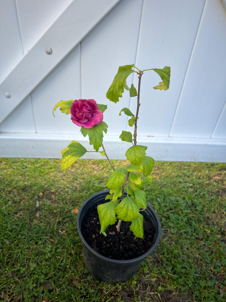 Raspberry Smoothie Althea Tree - Etsy