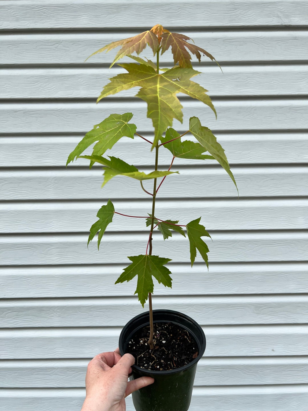 Silver Maple Sapling Acer Saccharinum - Etsy