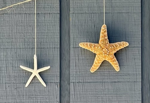 Star Fish Wall Deco 8' With 7 Star Fish - Etsy
