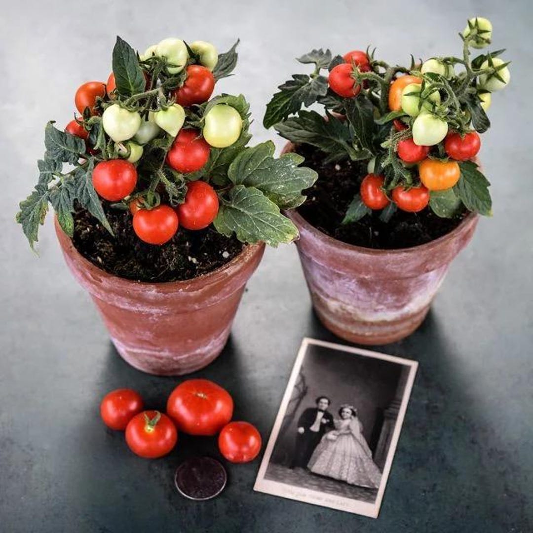 1x "micro Tom" Tomato Plant Starts/seedlings, Organic, Non-gmo, Fully ...