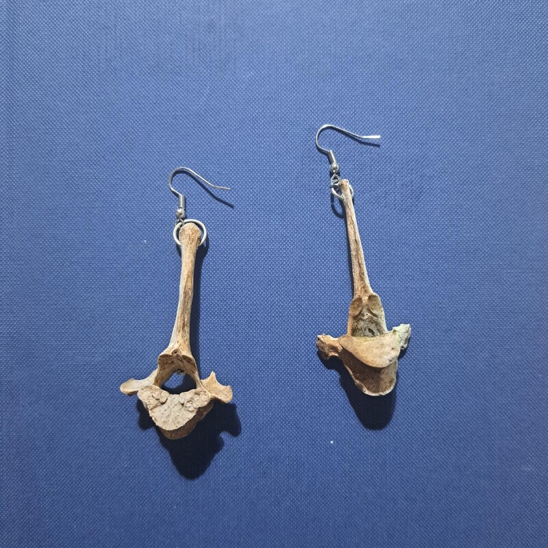 Vertebrae - Etsy
